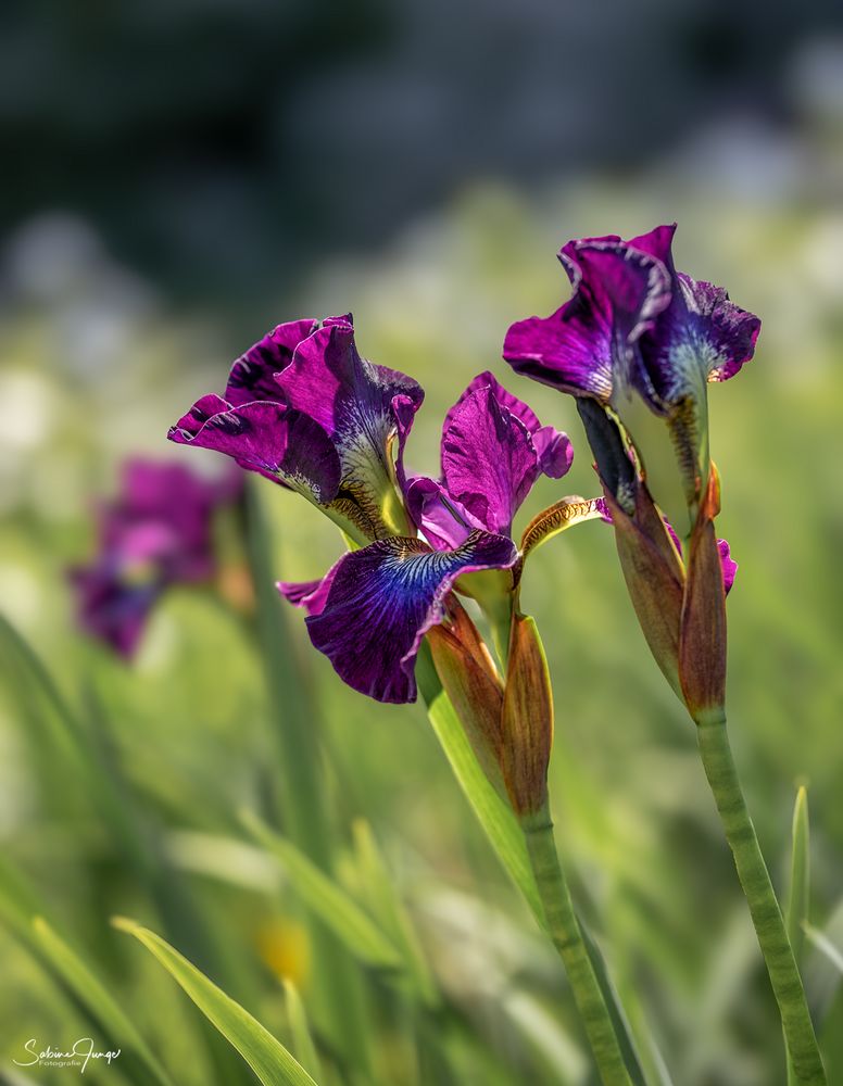 Herr und Frau "Iris" Foto & Bild | natur-makros, projekte, natur-kreativ Bilder auf fotocommunity
