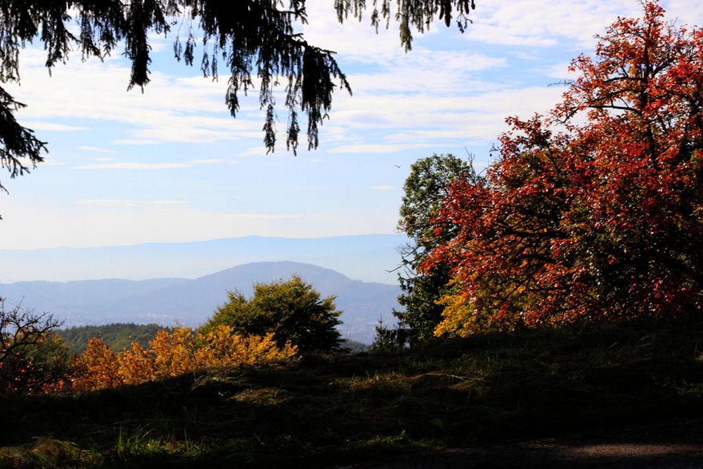 Herrlich Foto & Bild | pflanzen, samen, natur, herbst Bilder auf ...