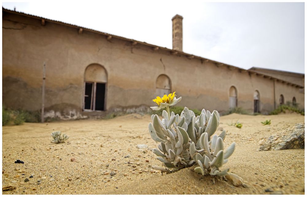 Hertia Foto & Bild | world, pflanzen, namibia Bilder auf fotocommunity