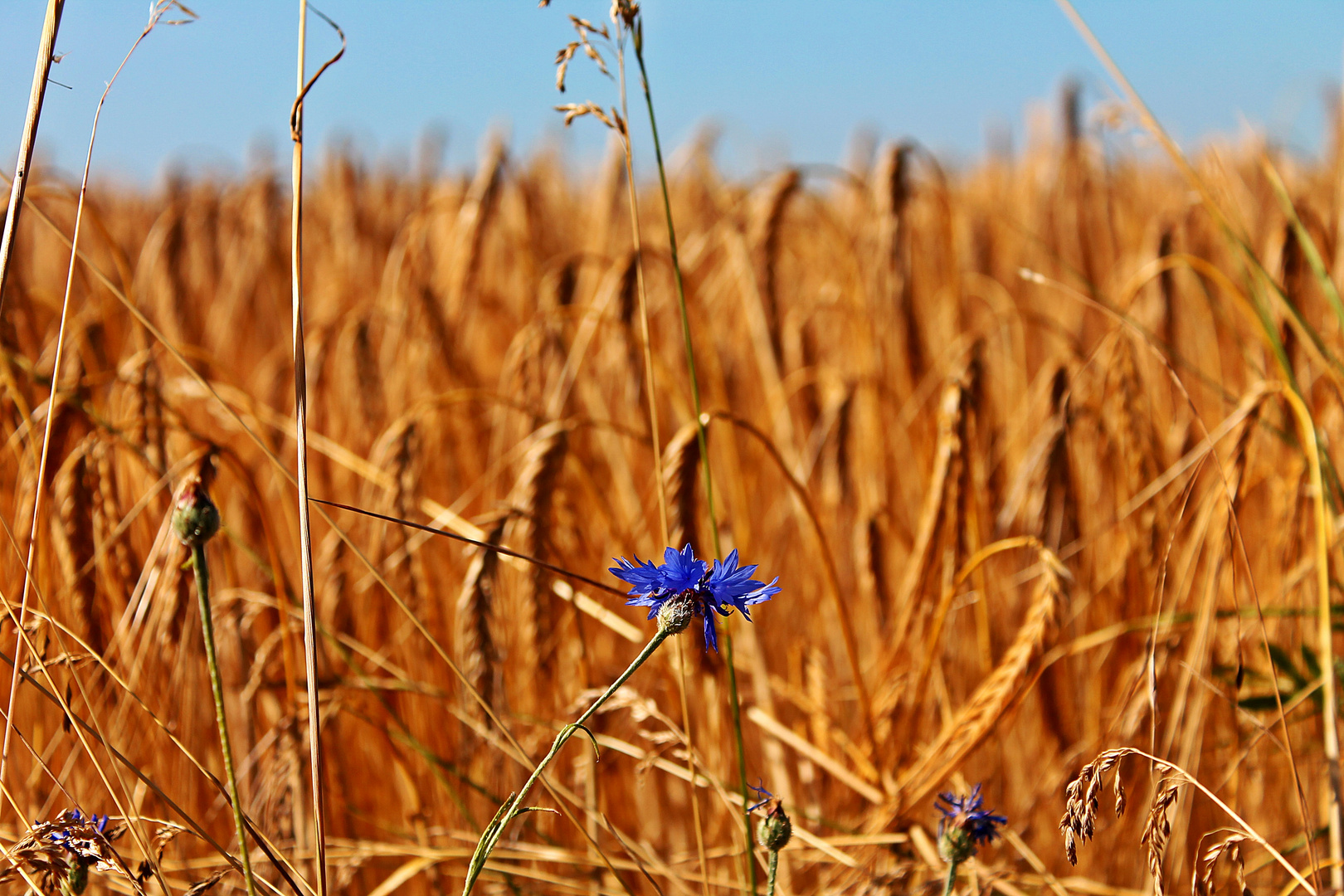 Hervorheben Foto & Bild | landschaft, Äcker, felder & wiesen, weizen ...