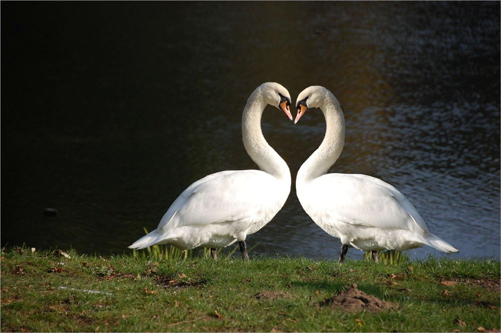herzig - Foto & Bild | vögel, schwäne Bilder auf fotocommunity