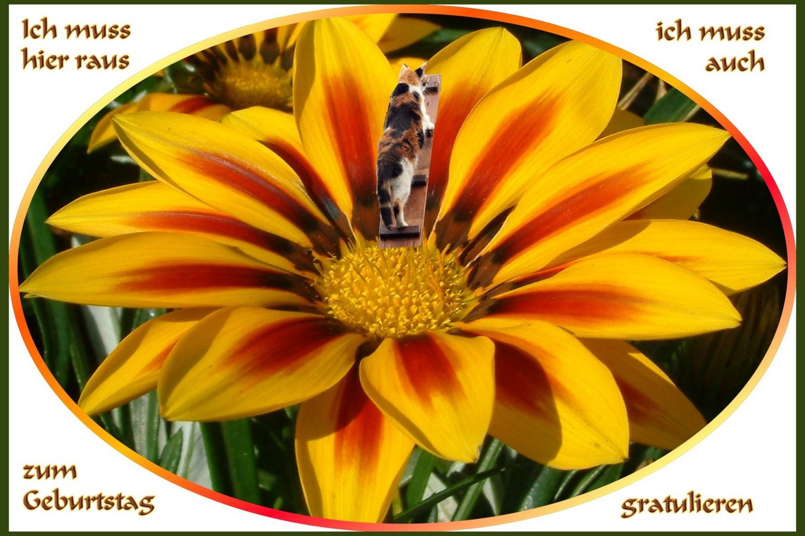 Herzlichen Glückwunsch... Foto & Bild | gratulation und feiertage ...