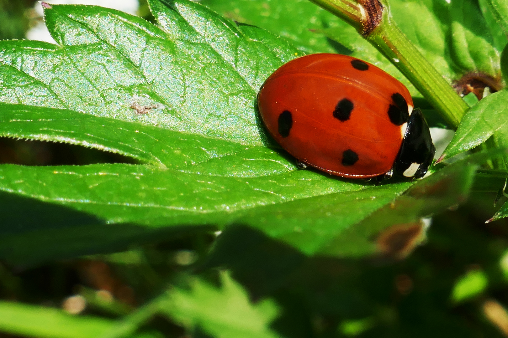 Herzlicher Marienkäfer Foto & Bild | natur, tiere Bilder auf fotocommunity
