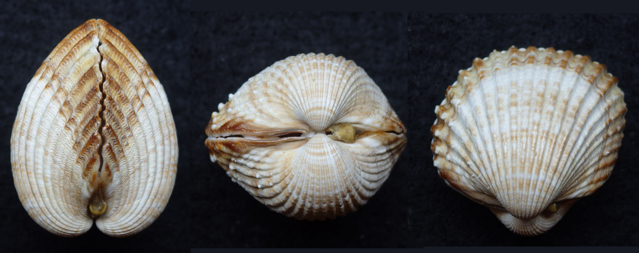 Herzmuschel - Cardium sp. Foto & Bild | tiere, wildlife, schnecken ...