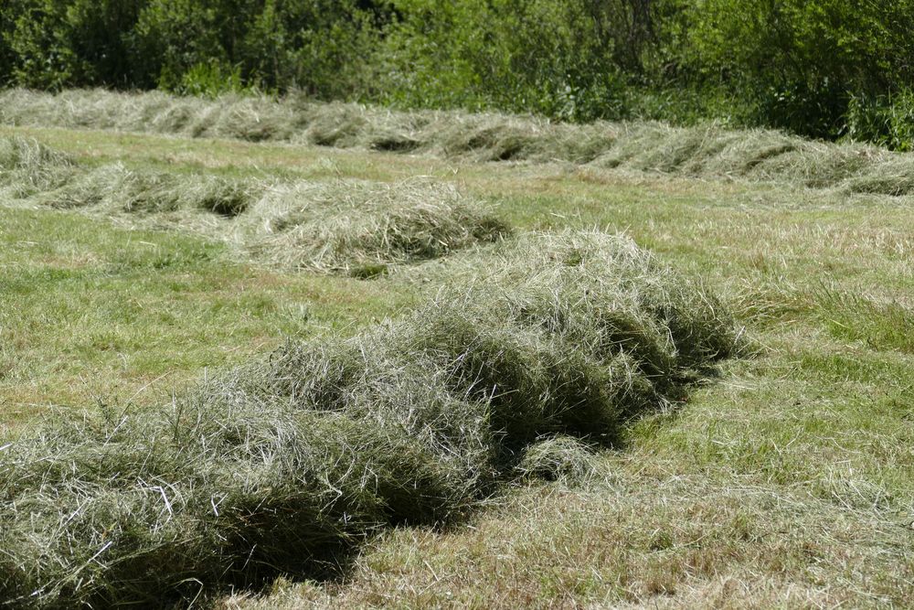 Heu Foto & Bild | pflanzen, pilze & flechten, landschaft, gräser Bilder ...