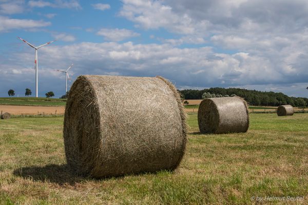 Heide Bilder & Fotos