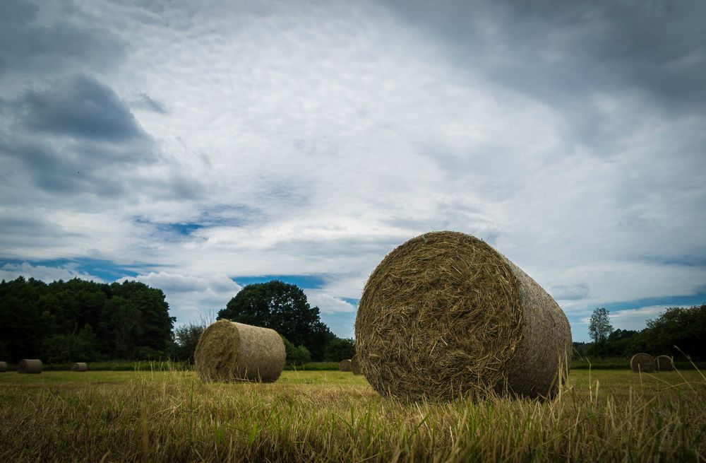 Heuballen (1 von 1) Foto & Bild | wiese, landschaft, heu Bilder auf ...