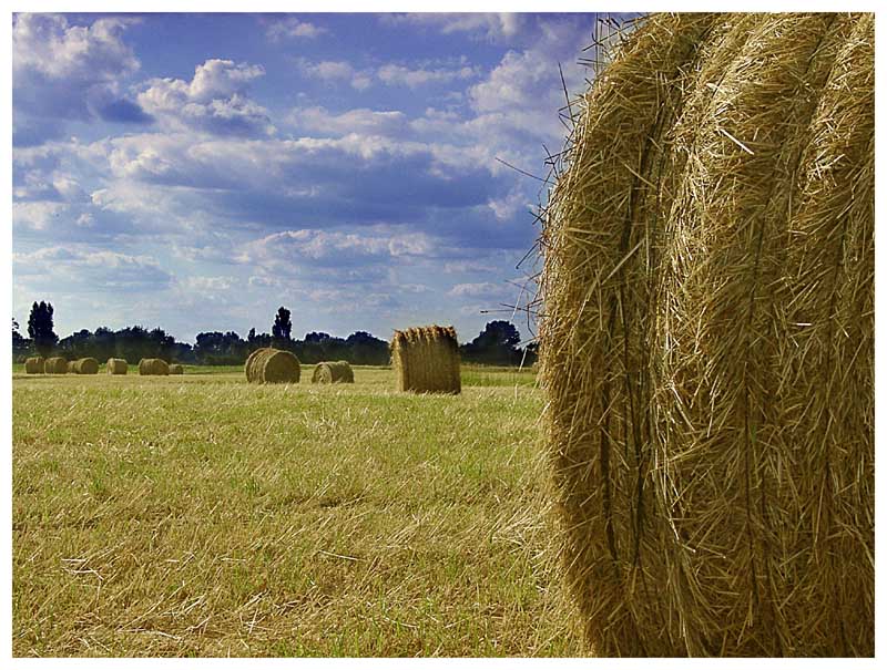 Heuballen II Foto & Bild | landschaft, natur Bilder auf fotocommunity
