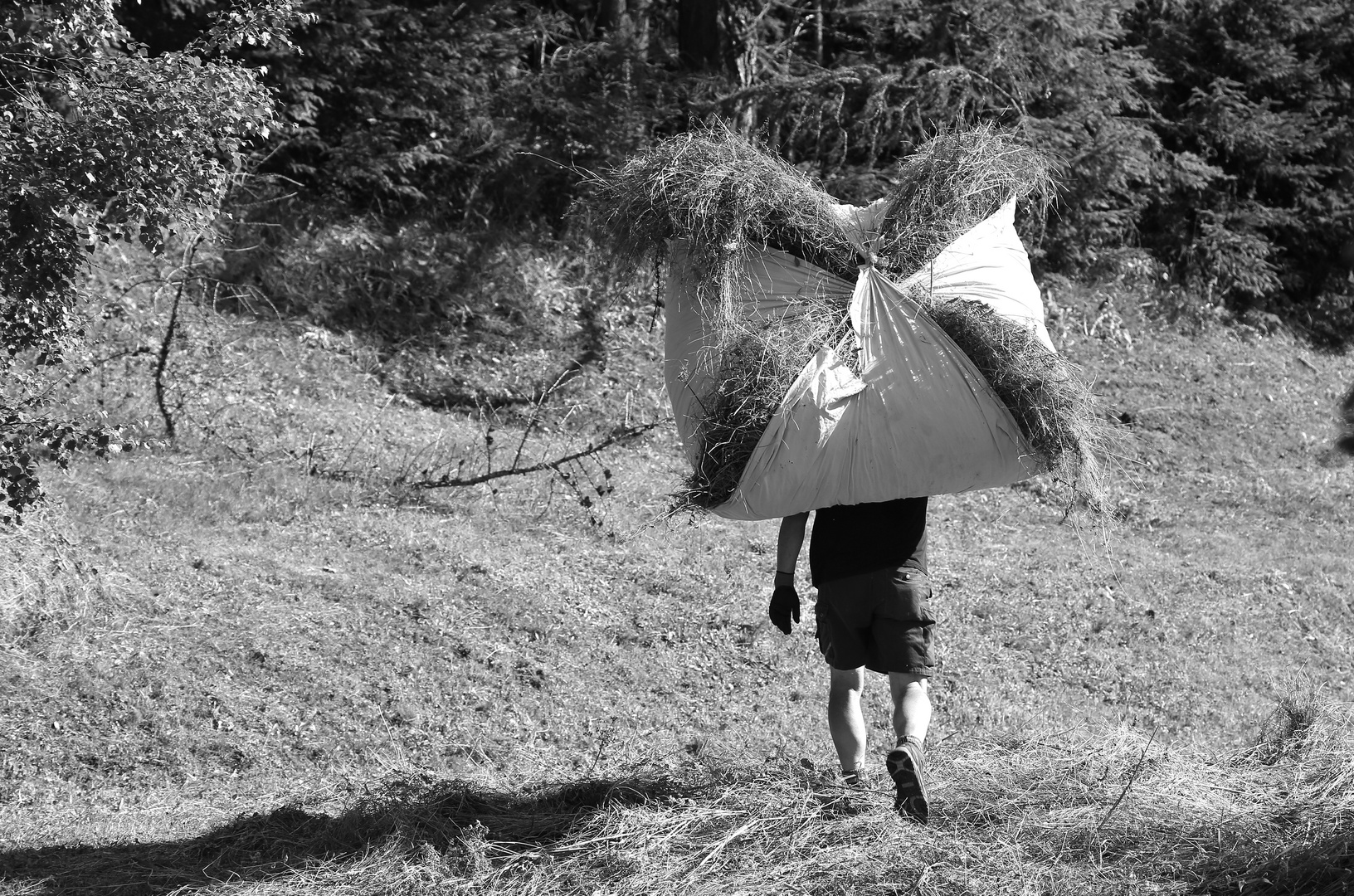 Heuernte Foto & Bild | erwachsene menschen, jahreszeiten, sommer Bilder ...