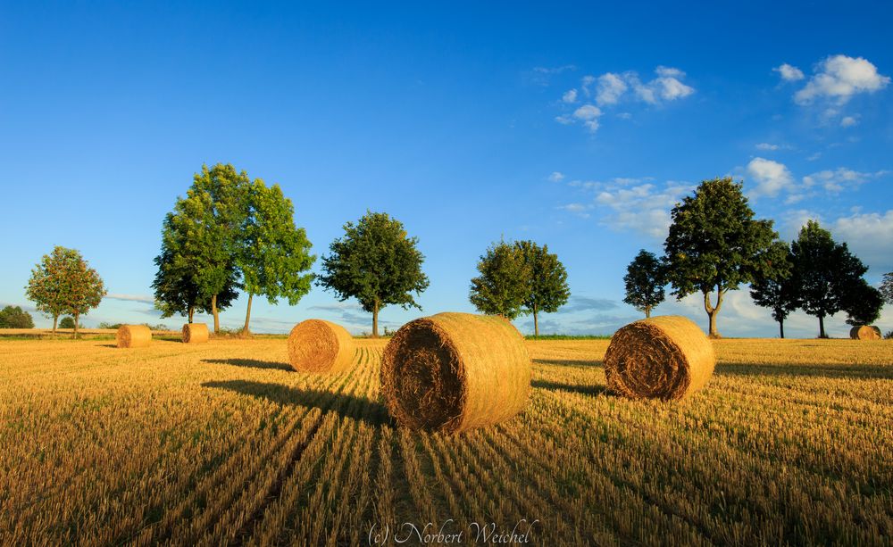 Heuernte im Spätsommer Foto & Bild | sommer, feld, abendstimmung Bilder auf fotocommunity