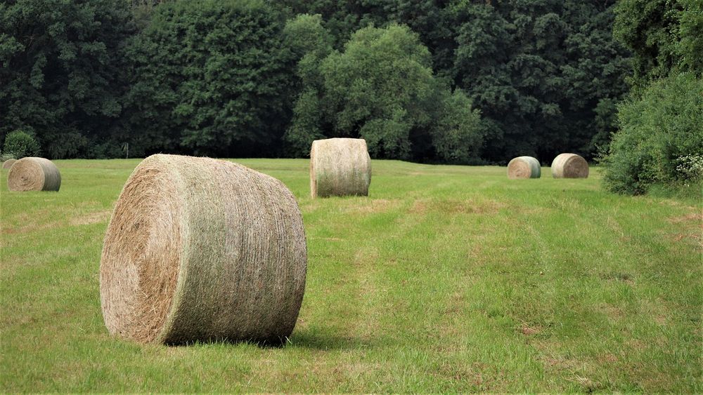 Heuernte juni-2018 Foto & Bild | landschaft, kulturlandschaften, natur ...