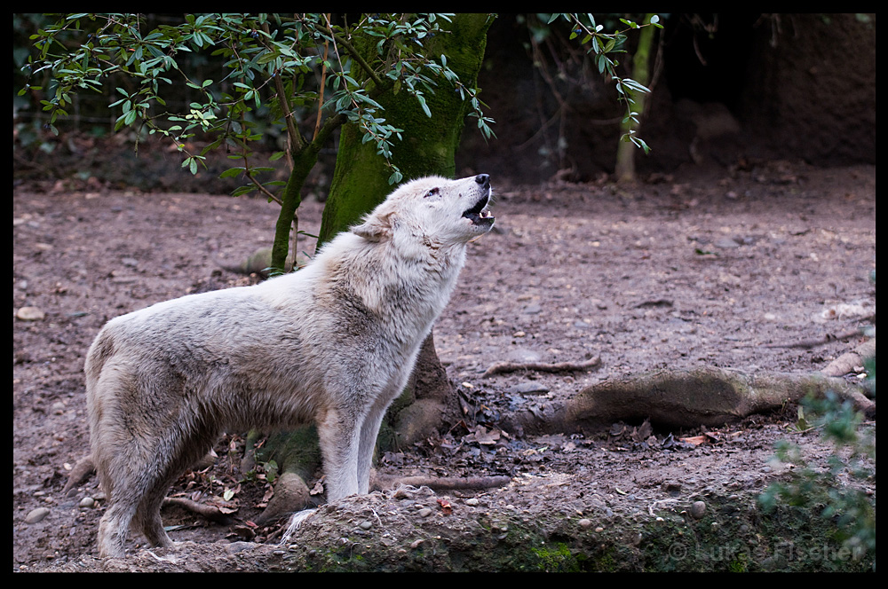 Heulender Wolf Foto & Bild | tiere, zoo, wildpark & falknerei, säugetiere Bilder auf fotocommunity