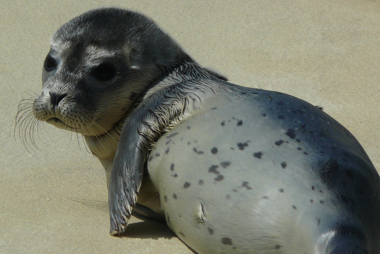 Heuler Foto & Bild | tiere, zoo, wildpark & falknerei, säugetiere ...