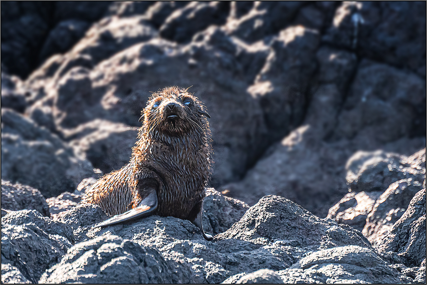Heuler Foto & Bild | australia & oceania, new zealand, tiere Bilder auf ...