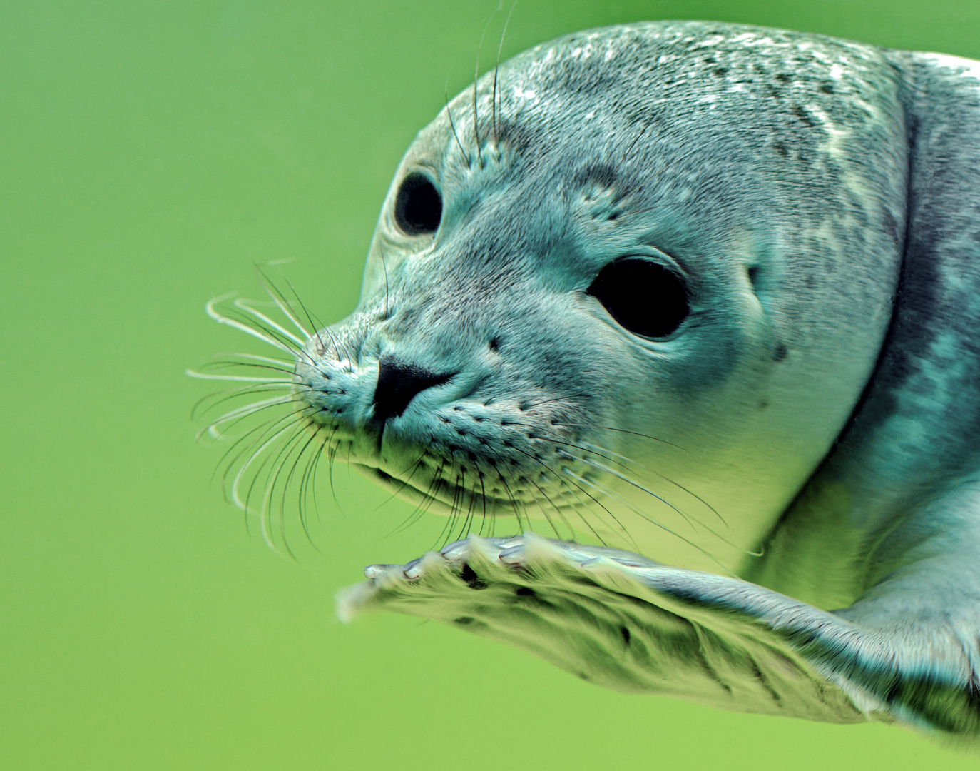 # HEULER # Foto & Bild | tiere, zoo, wildpark & falknerei, säugetiere ...