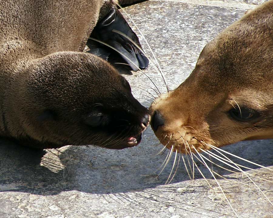 "Heuler" Foto & Bild | tiere, zoo, wildpark & falknerei, säugetiere ...