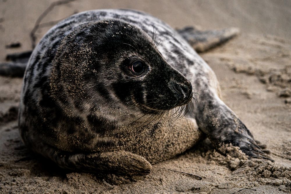 Heuler auf Helgoland Foto & Bild | deutschland, europe, schleswig ...