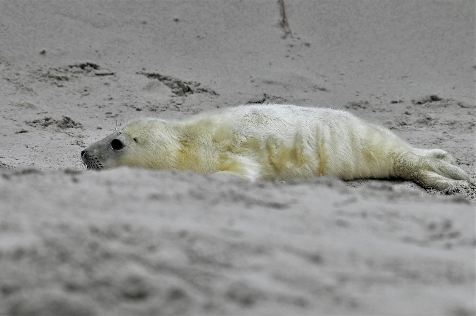 Heuler Foto & Bild | tiere, wildlife, säugetiere Bilder auf fotocommunity