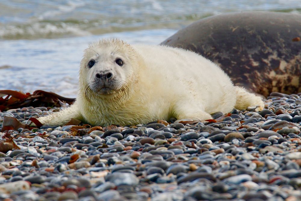 Heuler - Helgoland Foto & Bild | tiere, wildlife, säugetiere Bilder auf ...