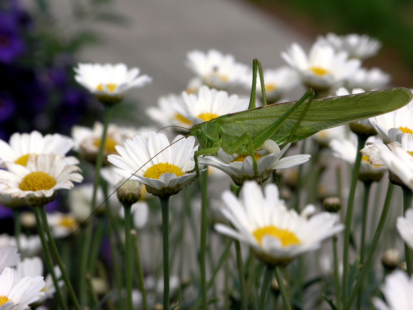 Heupferd geniesst Ruhepause Foto & Bild | archiv, flower power , archiv ...