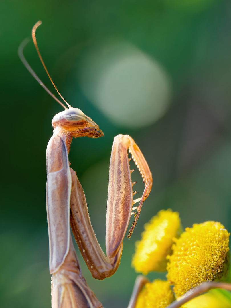 Heureka Foto & Bild | tiere, wildlife, insekten Bilder auf fotocommunity