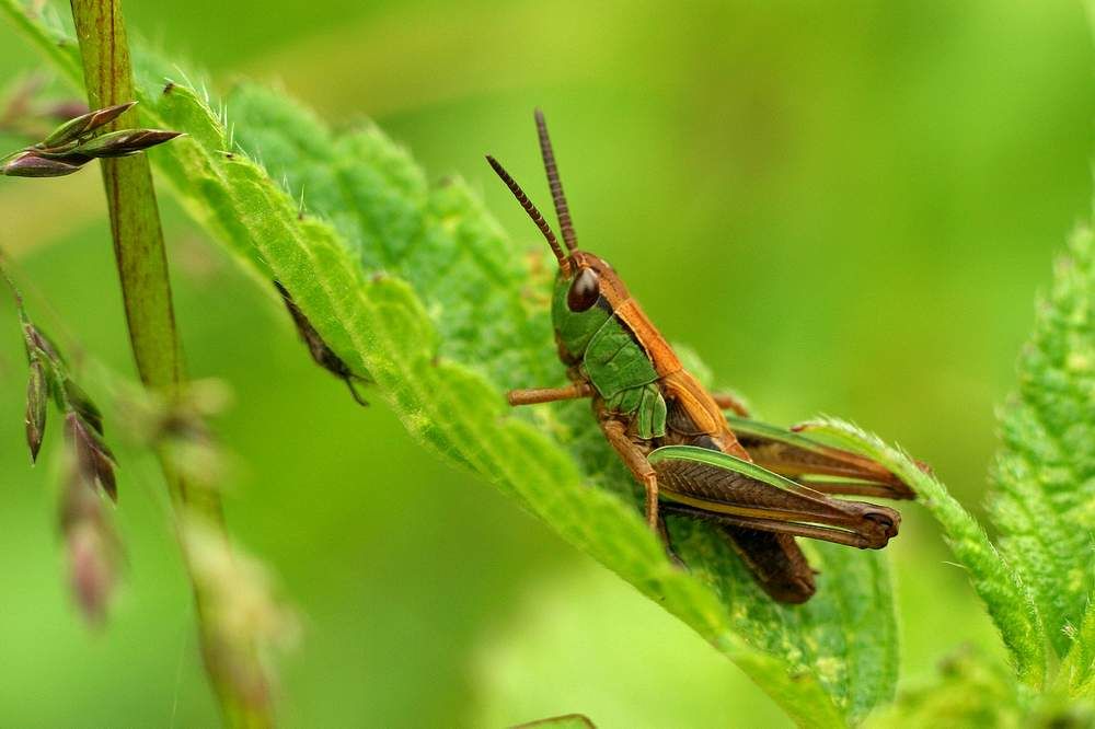 Heuschrecke Foto & Bild | tiere, wildlife, insekten Bilder auf ...