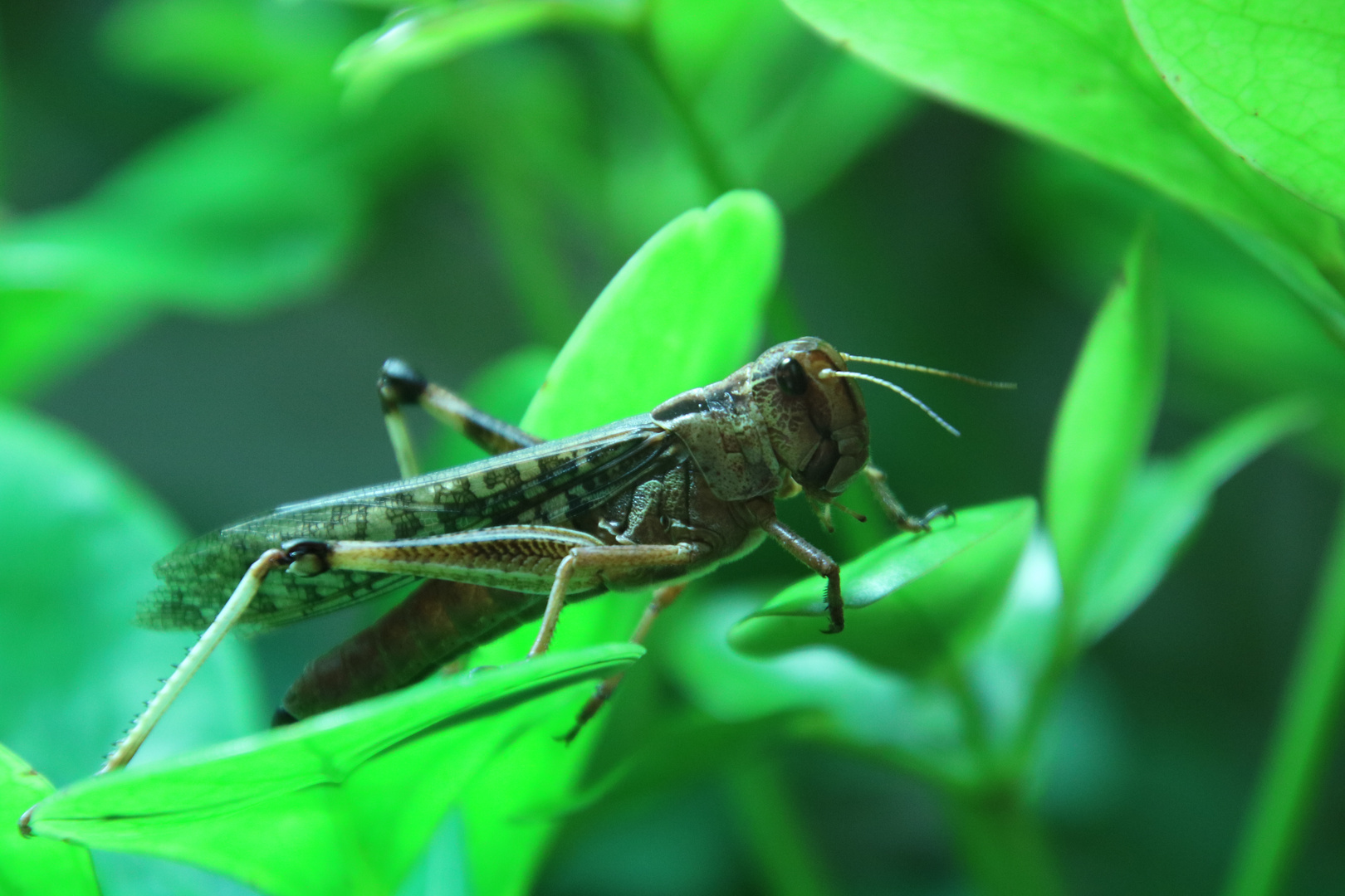 Heuschrecke Foto & Bild | natur, nahaufnahme, zoo Bilder auf fotocommunity