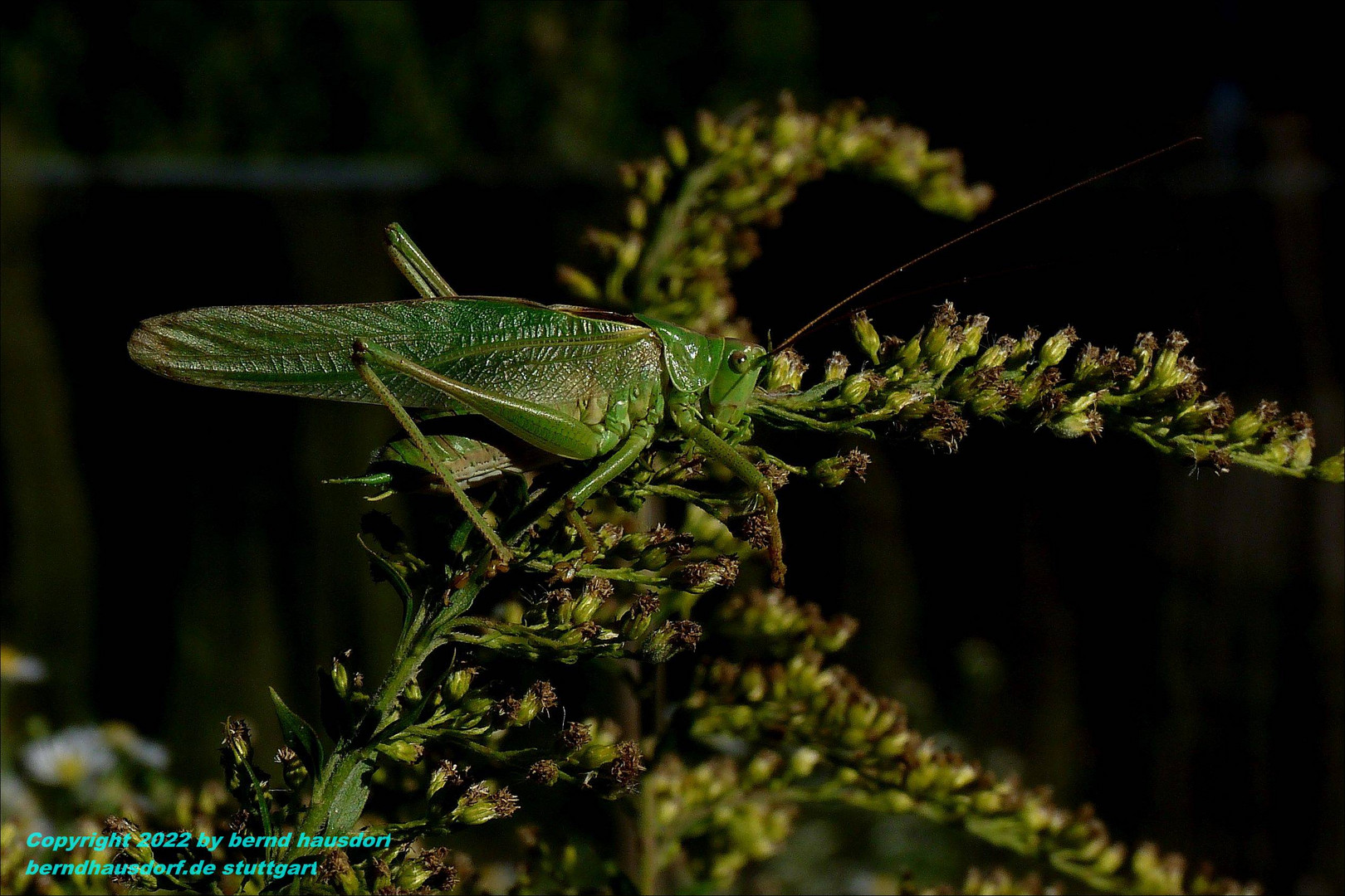 Heuschrecke Foto & Bild | tiere, wildlife, insekten Bilder auf ...