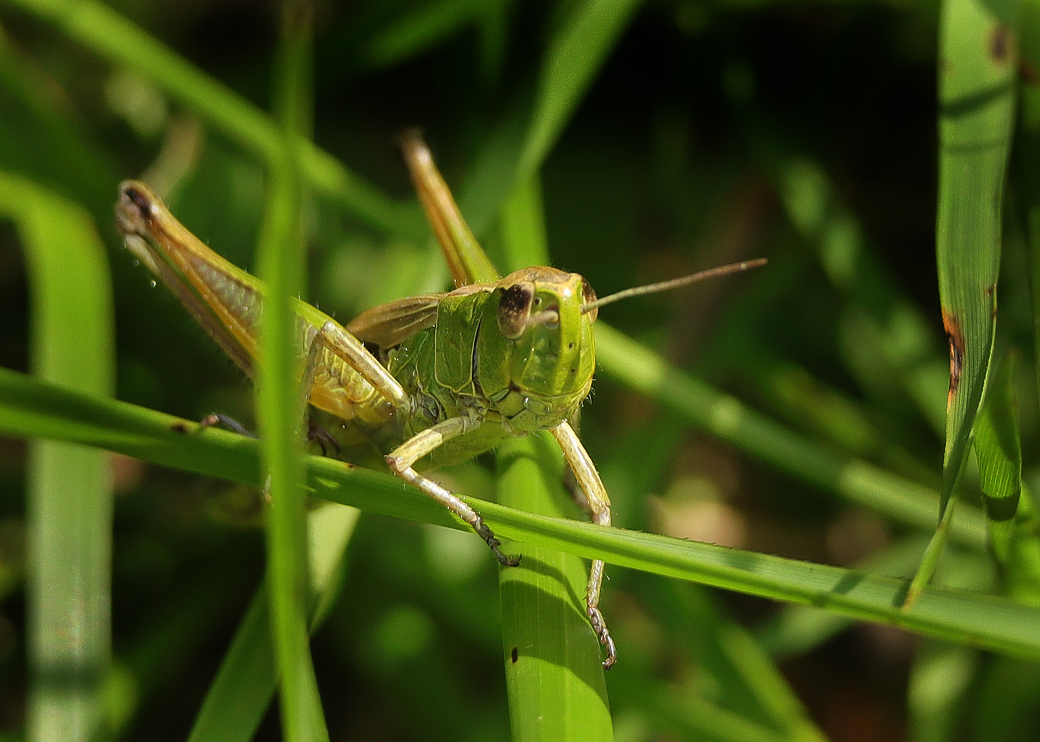 Heuschrecke 2 Foto & Bild | sommer 2021, outdoor, natur Bilder auf ...