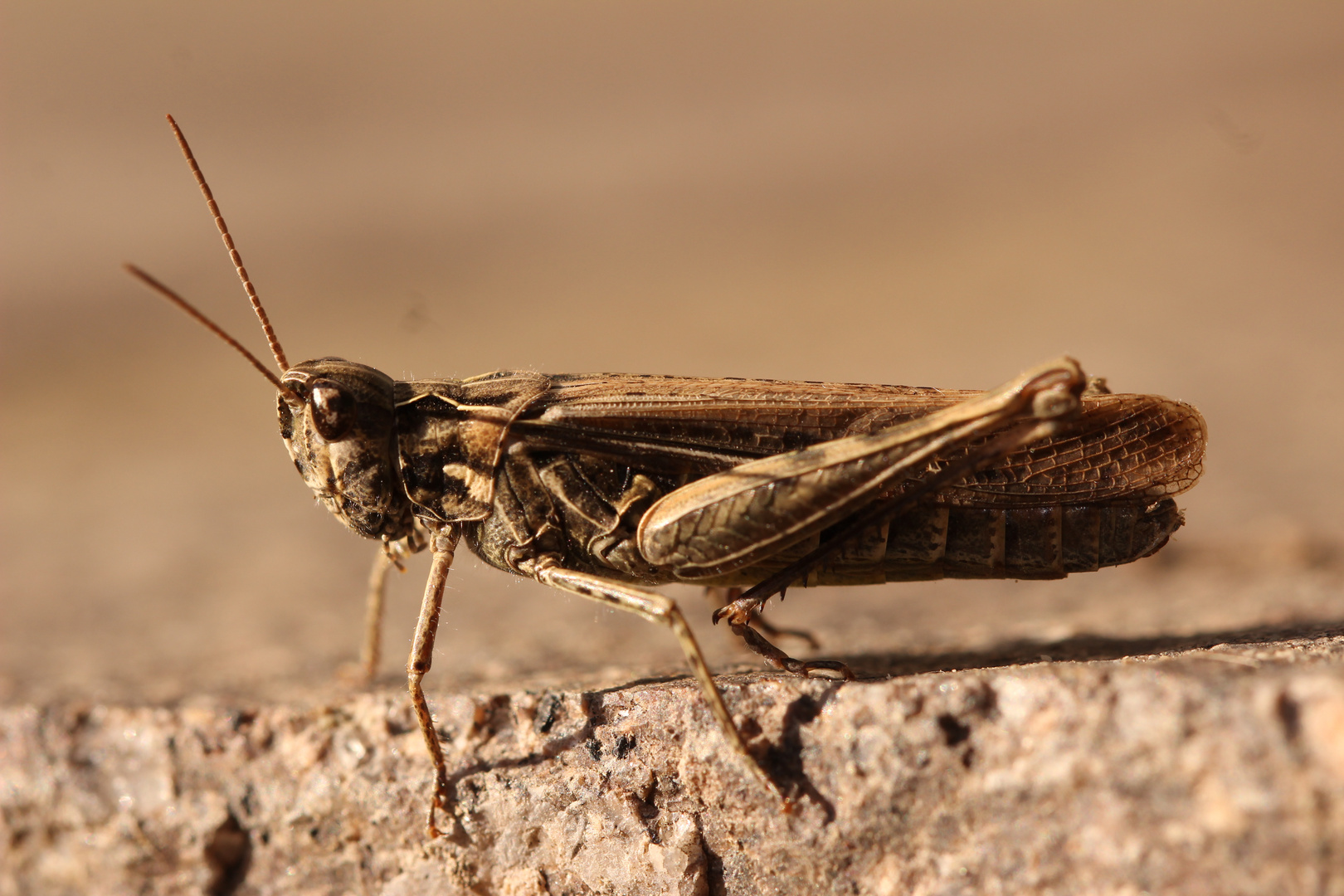 Heuschrecke 2 Foto & Bild | tiere, tierdetails, natur Bilder auf ...