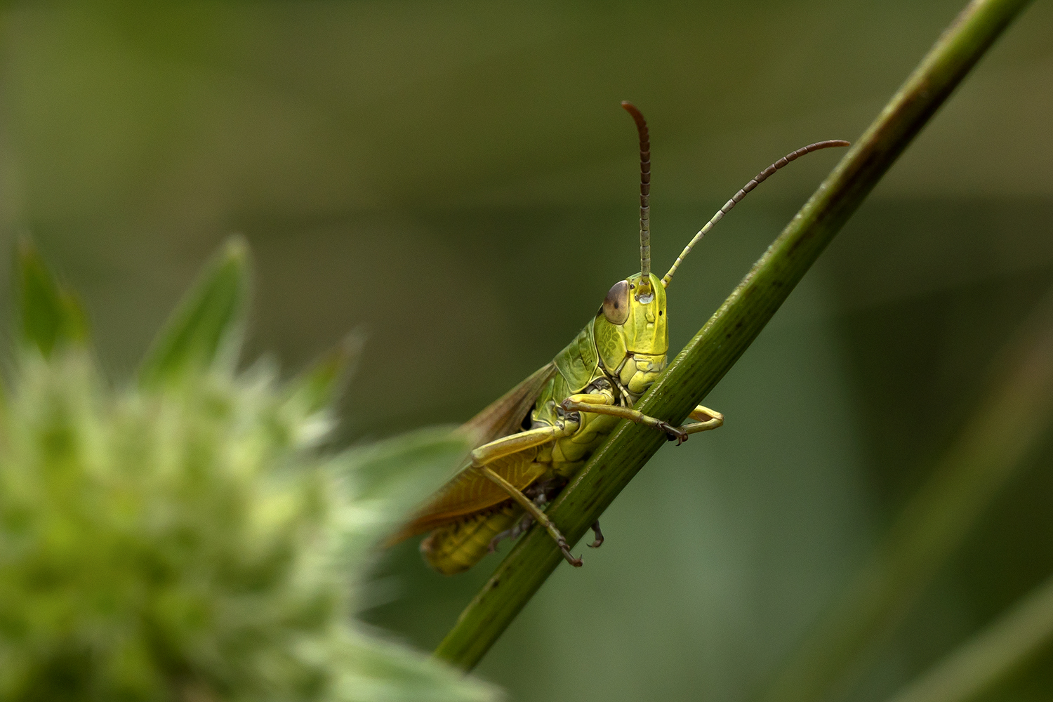 Heuschrecke 3 Foto & Bild | tiere, wildlife, insekten Bilder auf ...
