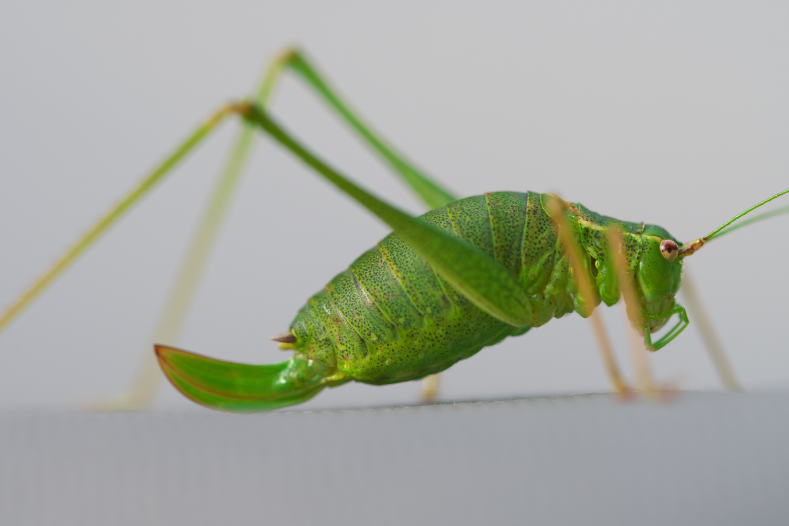 Heuschrecke Foto & Bild | tiere, tierdetails, fotos Bilder auf ...