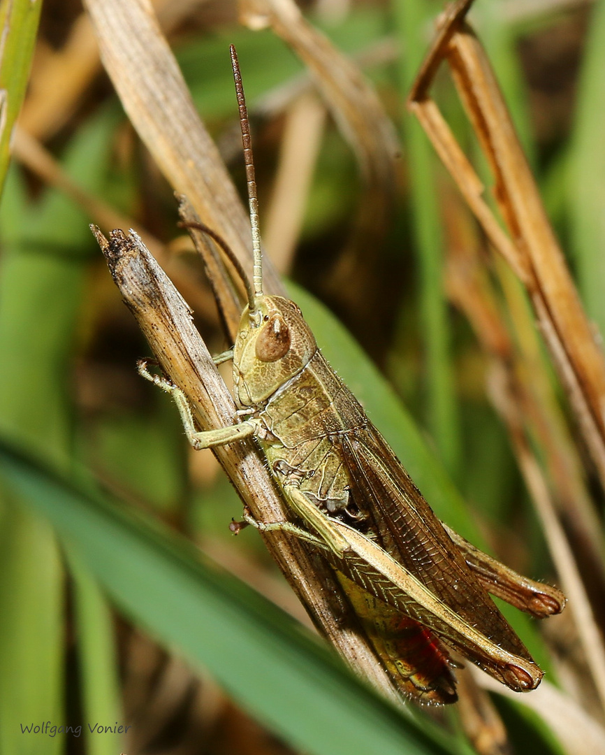 Heuschrecke Foto & Bild | tiere, wildlife, insekten Bilder auf ...
