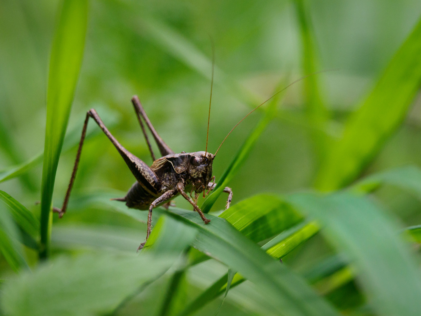 Heuschrecke Foto & Bild | tiere, wildlife, insekten Bilder auf ...