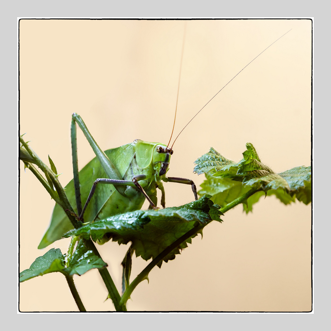 Heuschrecke Foto & Bild | tiere, wildlife, insekten Bilder auf ...