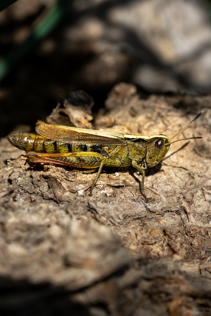 Heuschrecke Foto & Bild | tiere, wildlife, insekten Bilder auf ...