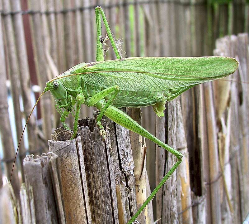 Heuschrecke Foto & Bild | tiere, wildlife, insekten Bilder auf ...