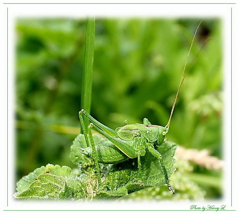 Heuschrecke Foto & Bild | tiere, wildlife, insekten Bilder auf ...