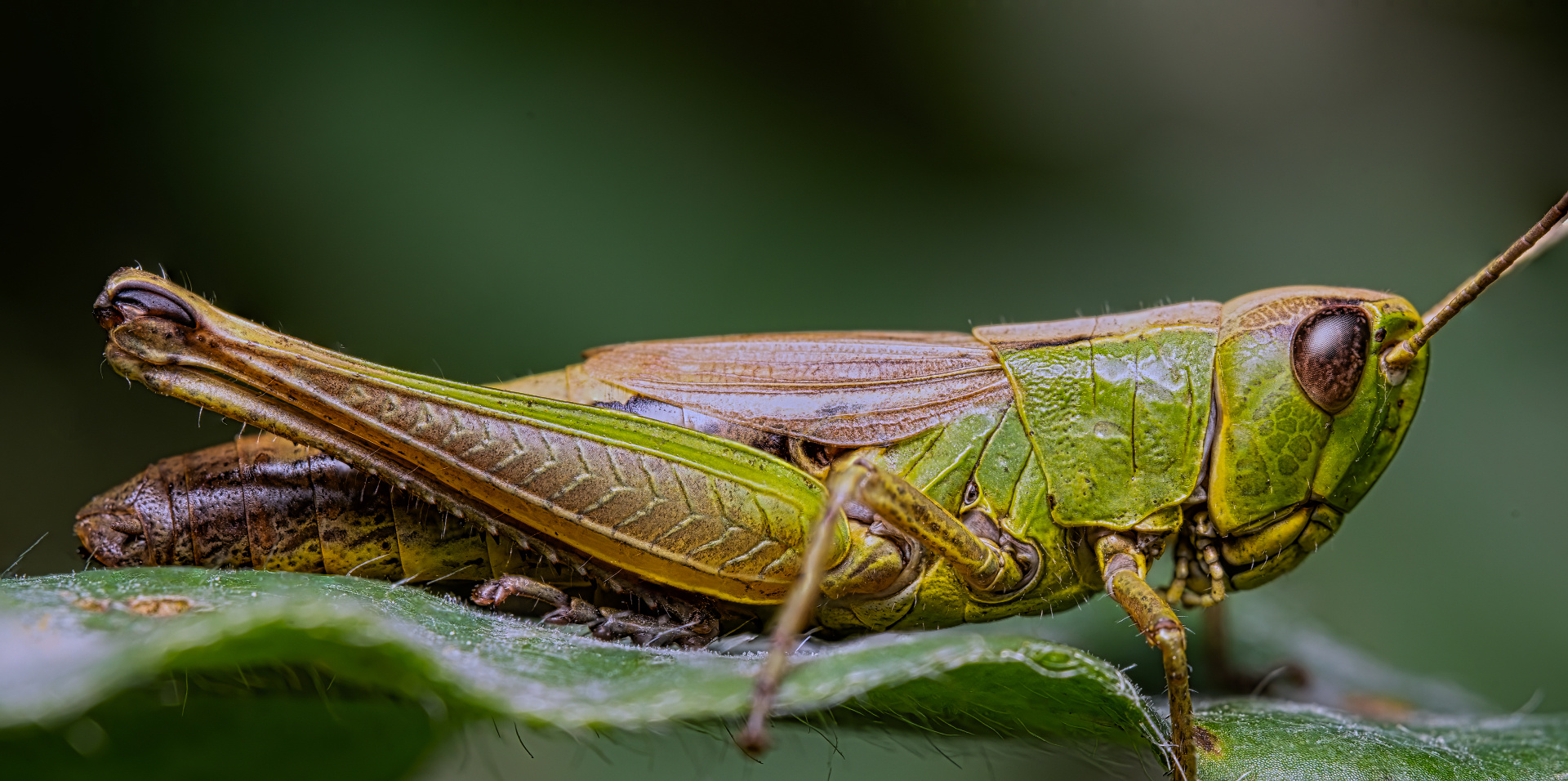 Heuschrecke Foto & Bild | fotos, makro, natur Bilder auf fotocommunity
