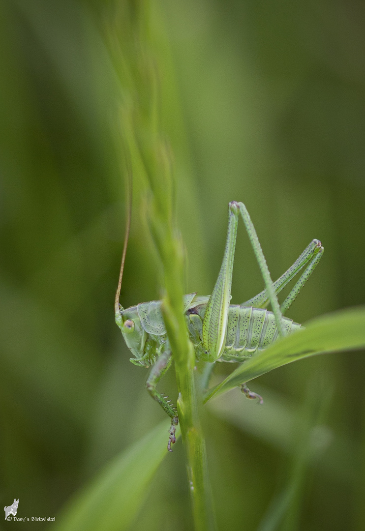 Heuschrecke Foto & Bild | tiere, wildlife, insekten Bilder auf ...