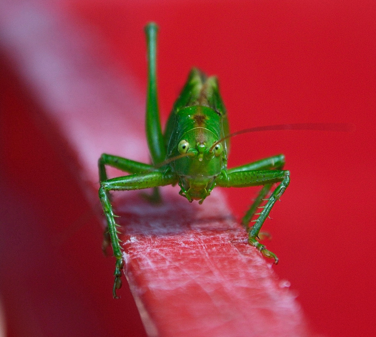 Heuschrecke Foto & Bild | tiere, natur Bilder auf fotocommunity