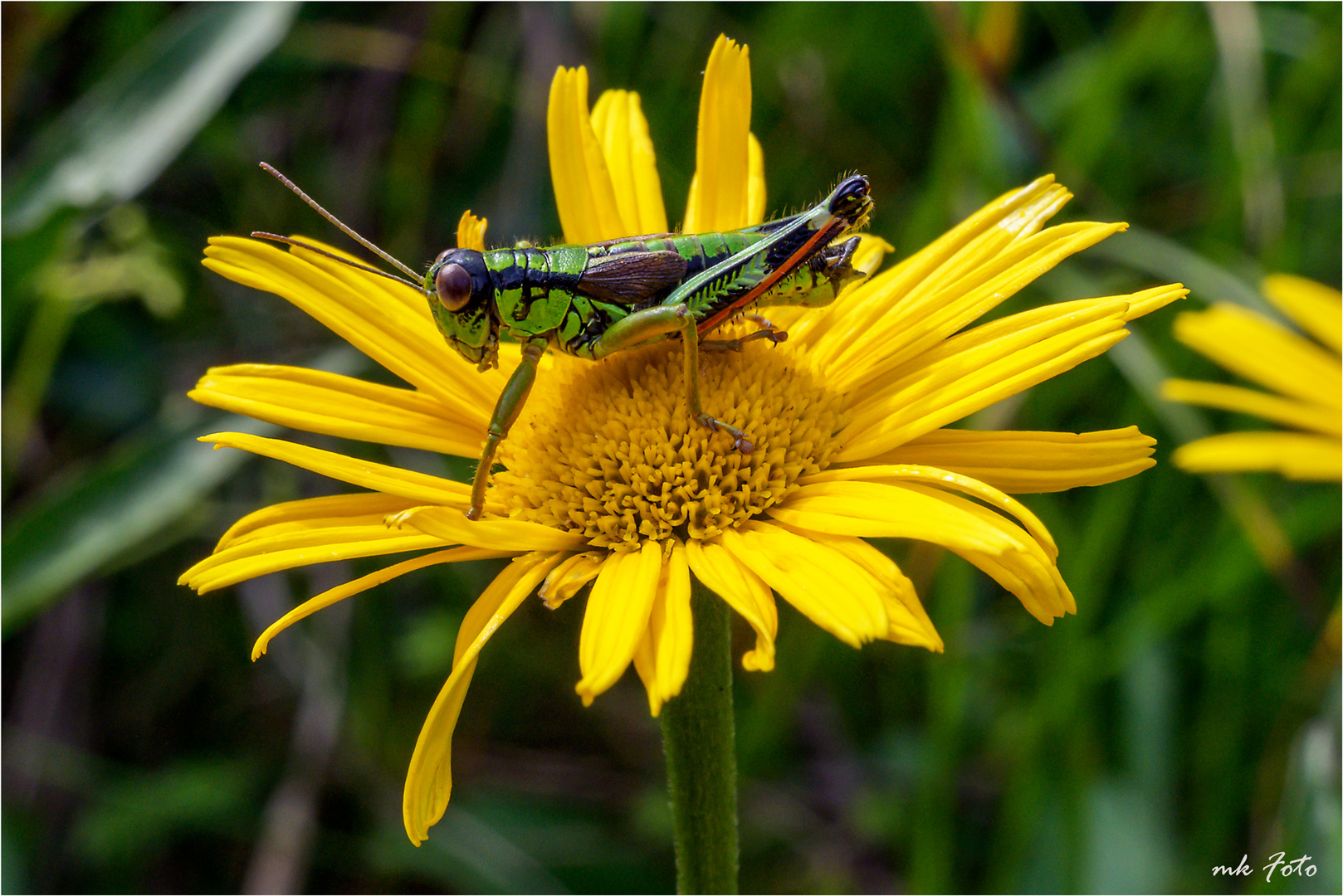 Heuschrecke Foto & Bild | tiere, wildlife, insekten Bilder auf ...