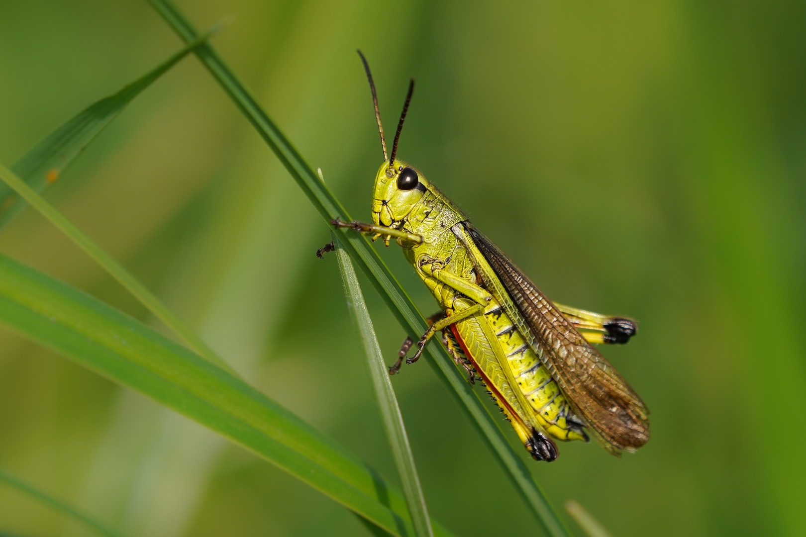 Heuschrecke Foto & Bild | tiere, wildlife, insekten Bilder auf ...