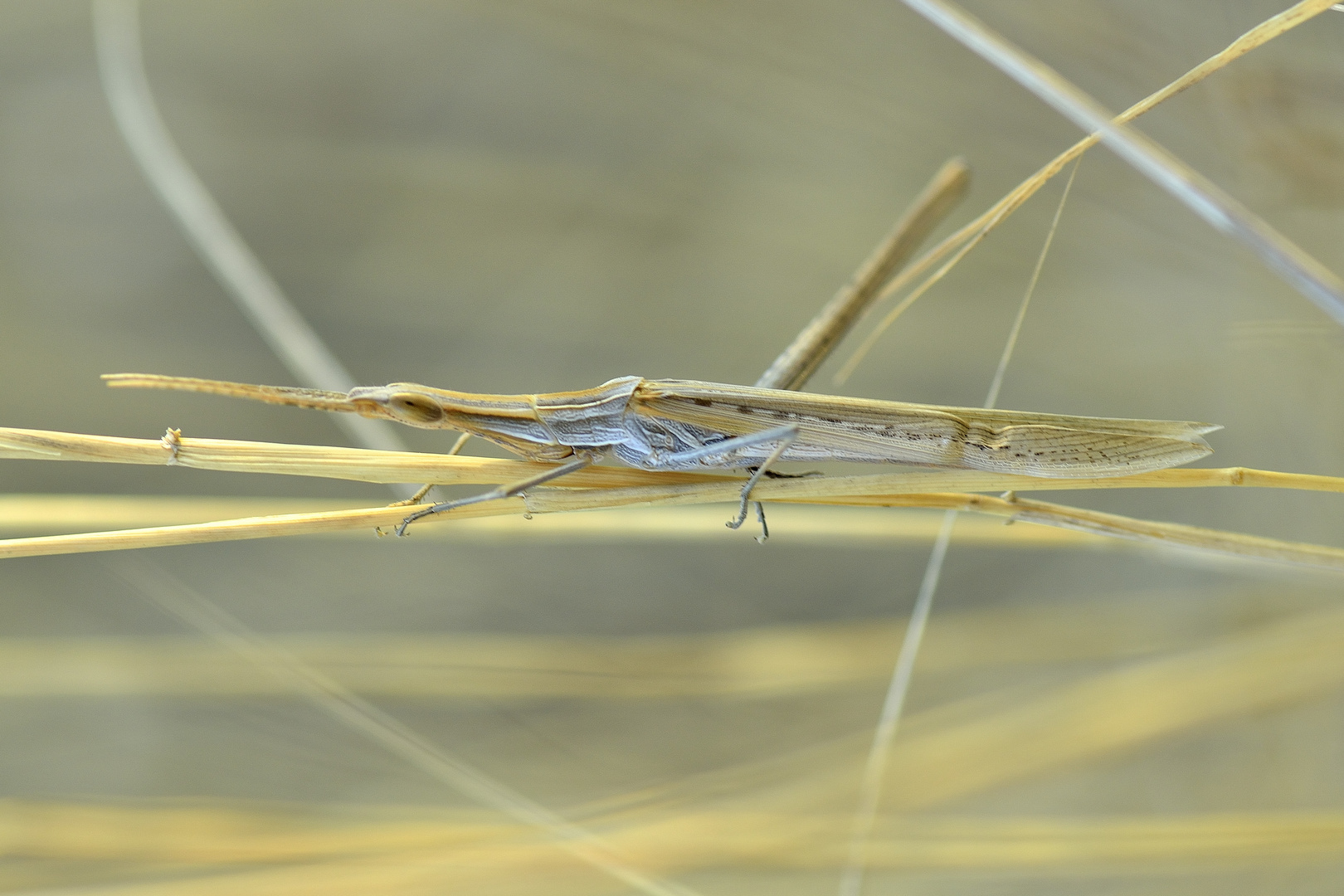 Heuschrecke Foto & Bild | griechenland, natur, insekten Bilder auf ...
