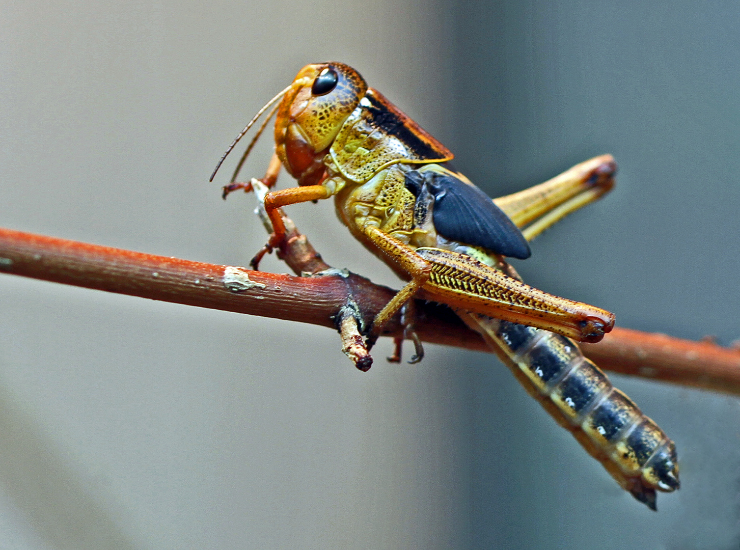 Heuschrecke Foto & Bild | tiere, wildlife, insekten Bilder auf ...