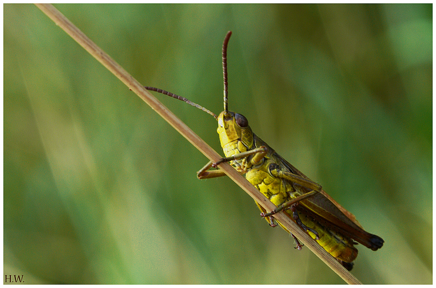 Heuschrecke Foto & Bild | tiere, wildlife, insekten Bilder auf ...