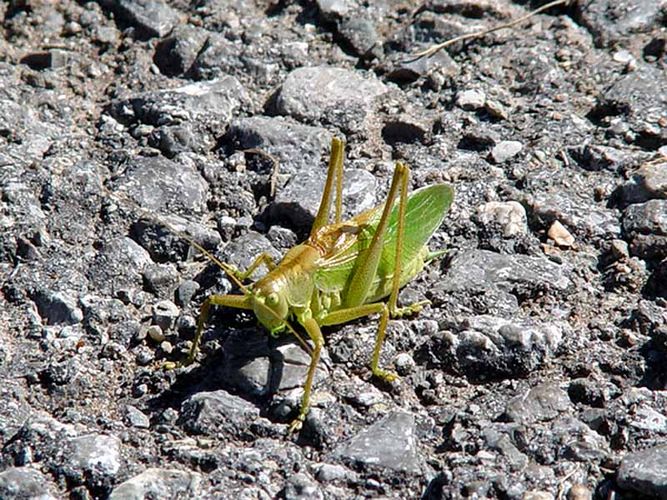 Heuschrecke Foto & Bild | tiere, wildlife, insekten Bilder auf ...