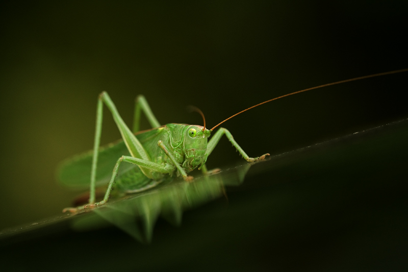 Heuschrecke Foto & Bild | tiere, wildlife, insekten Bilder auf ...