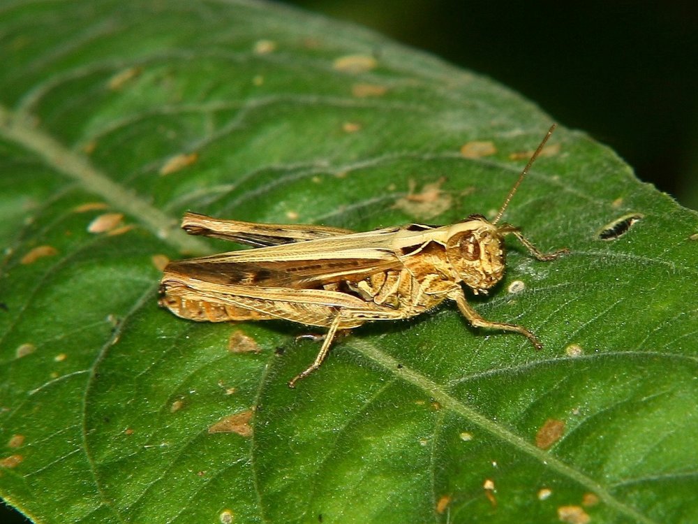 Heuschrecke Foto & Bild | tiere, wildlife, insekten Bilder auf ...