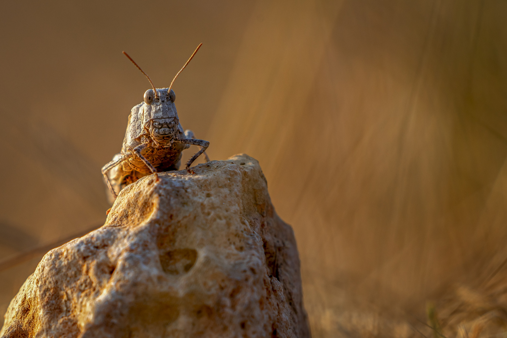 Heuschrecke Foto & Bild | natur, landschaft, insekten Bilder auf ...